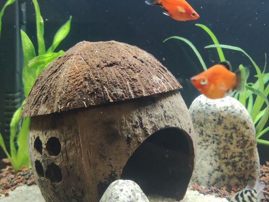 Грот, домик из кокоса,украшение для аквариума