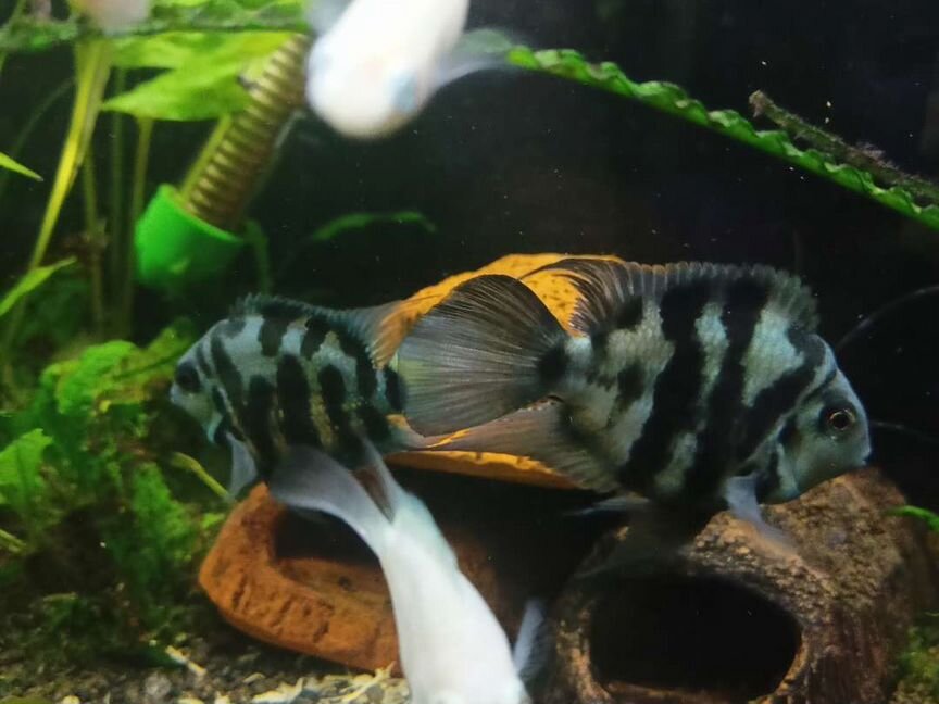 Аквариумные рыбки попугай тигровый(панда)