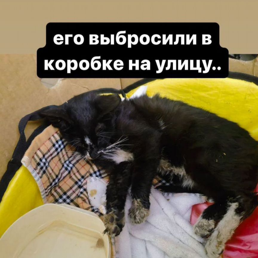 Кот