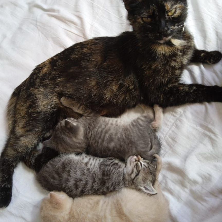 Отдадим котят (бесплатно)
