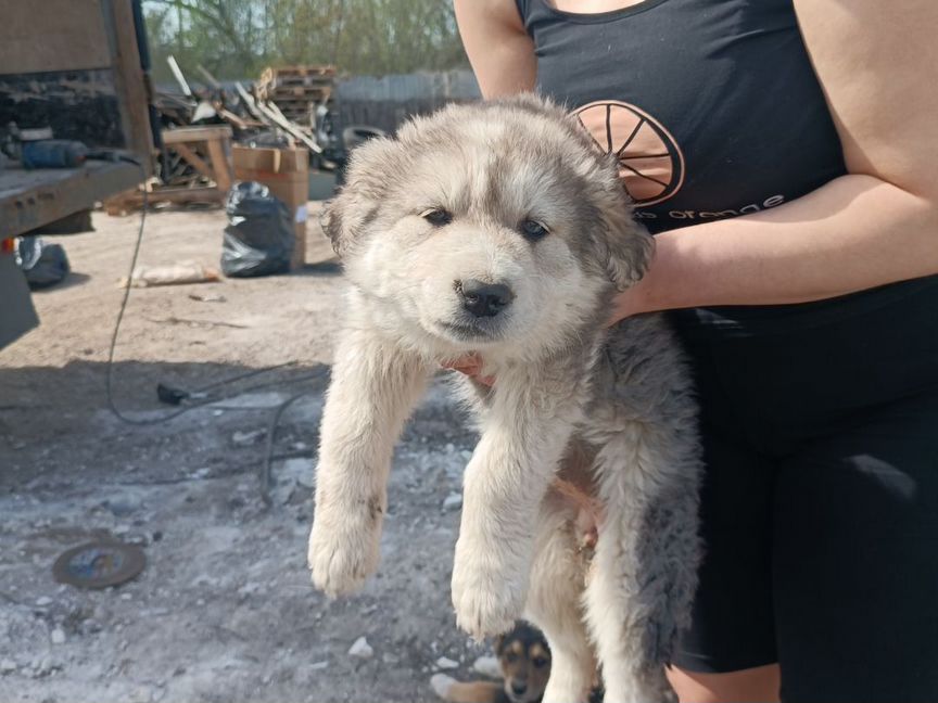 Отдам щенков в добрые руки бесплатно