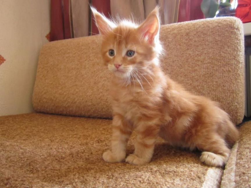 Котята мейн-кун