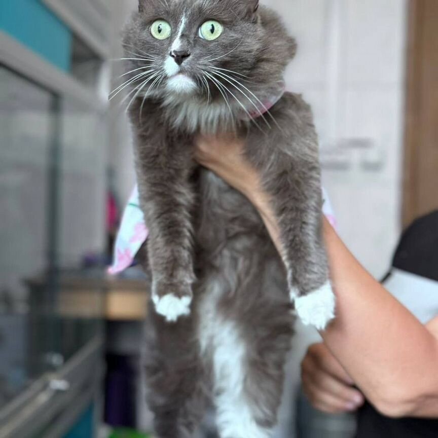Кошечка Пуша ищет дом из приюта
