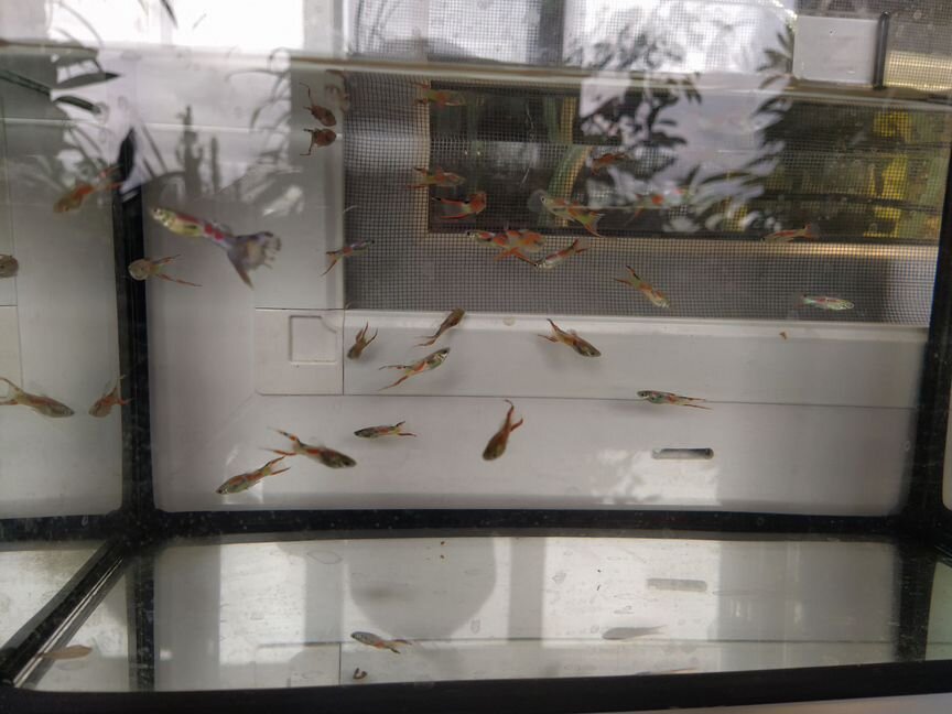 Самцы гуппи эндлера