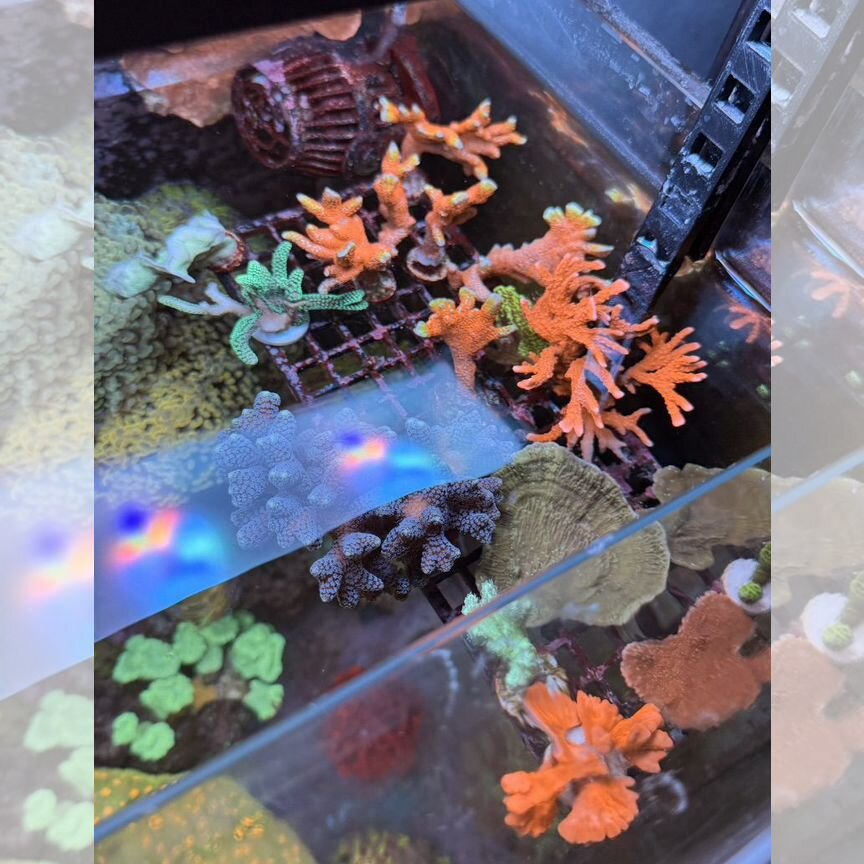 Кораллы для морского аквариума