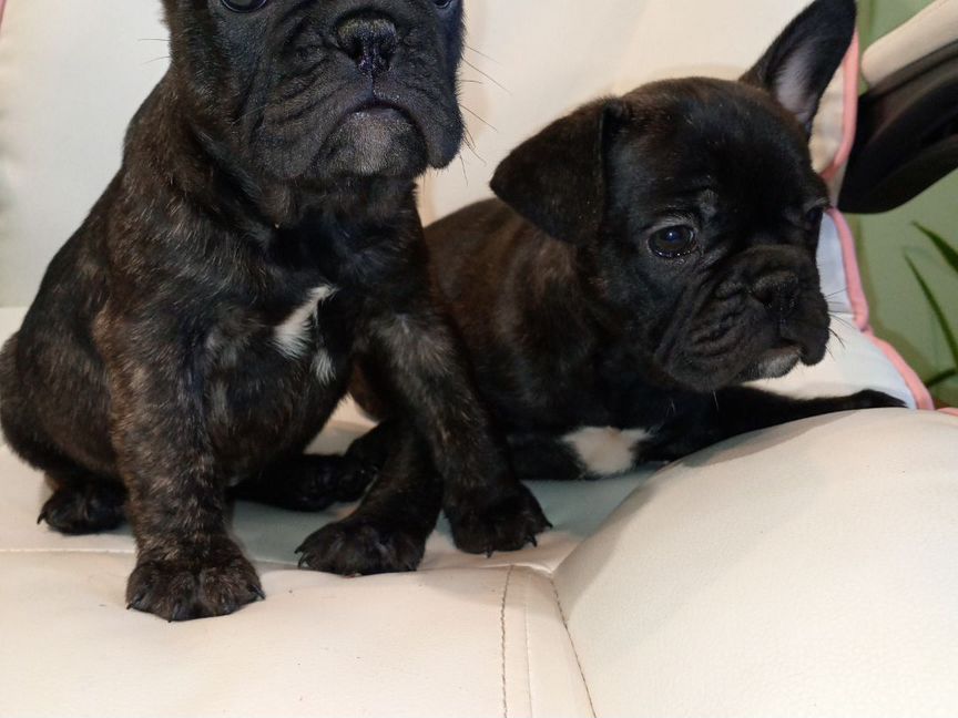 Тигровые плюшки