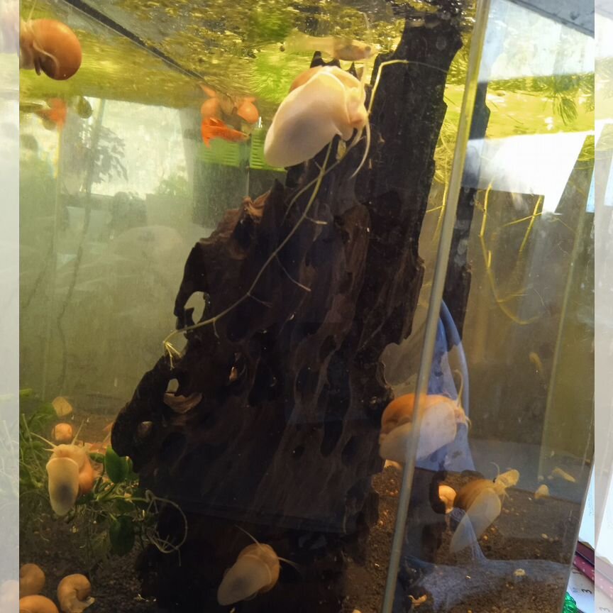 Улитки ампулярии и мальки гуппи, гуппи Эндлера