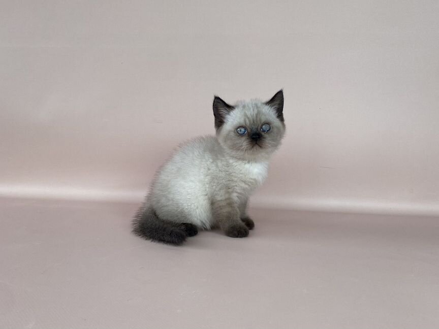 Британкий котик