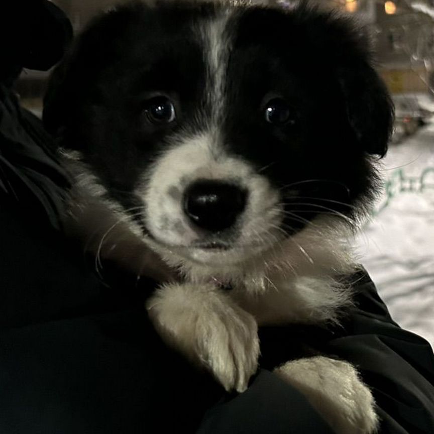 Щенок в добрые руки