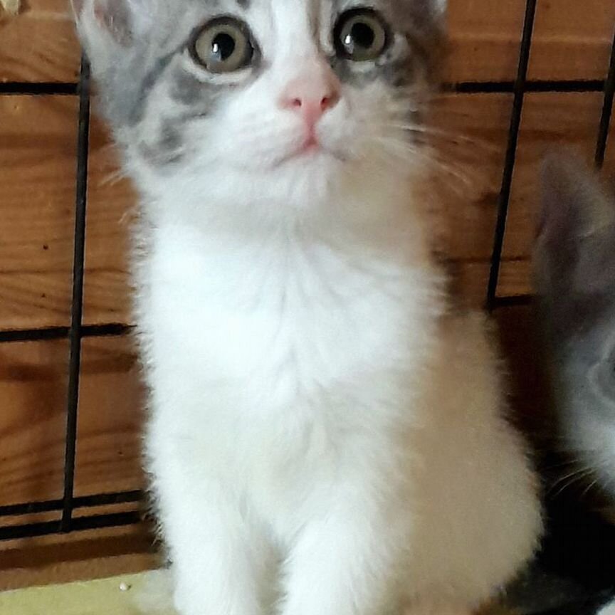 Котенок маленький