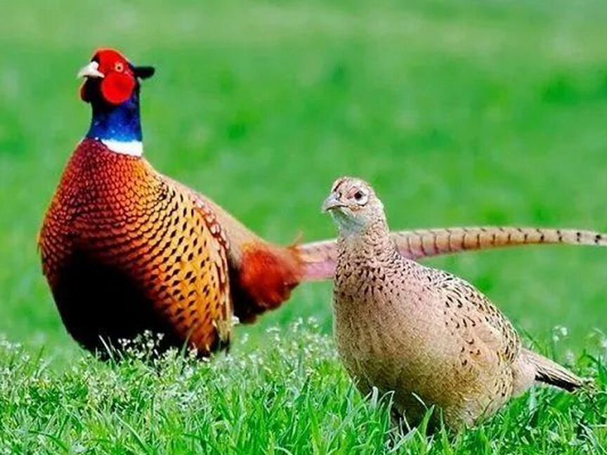 Обмен на брама