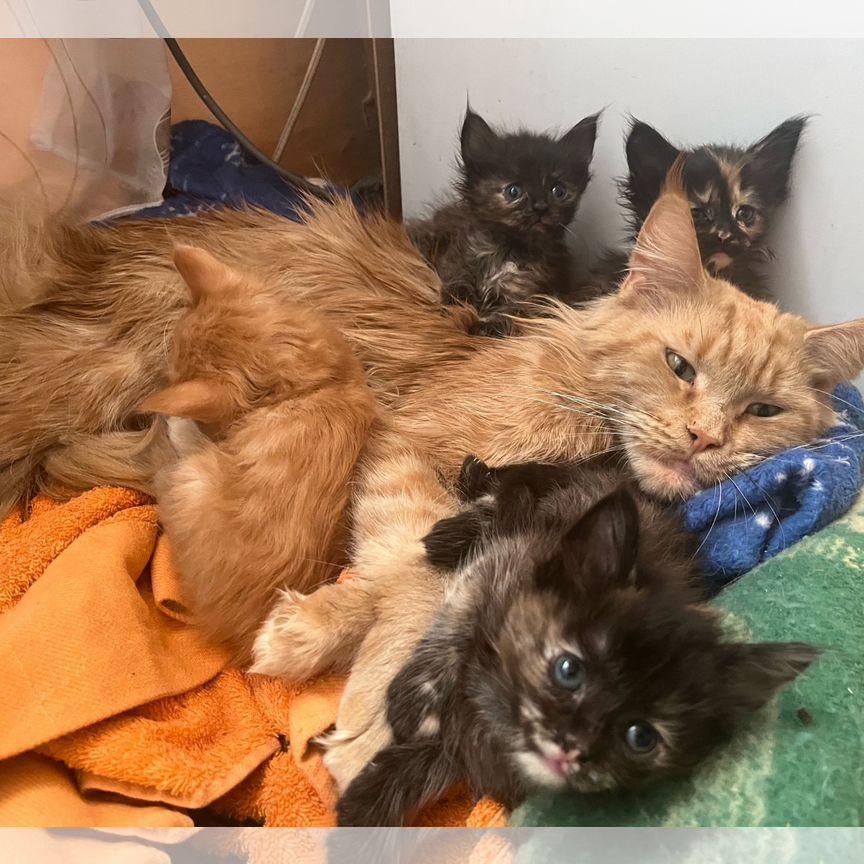 Мейн-кун котёнок