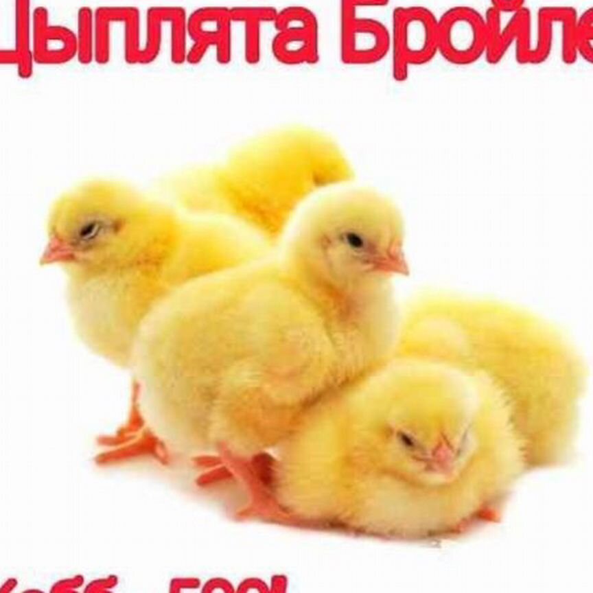 Цыплята бройлеры