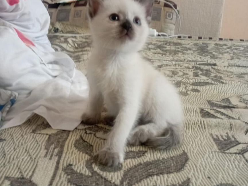 Котёнок девочка в добрые руки