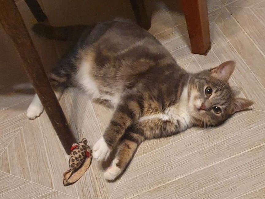 Очень нежный котёнок в добрые руки