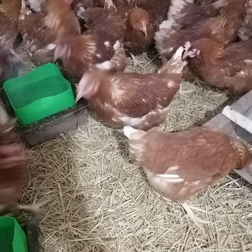 Куры молодки Красные