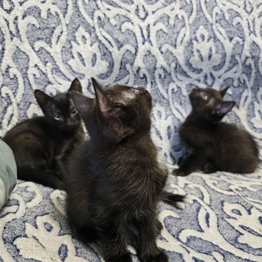 Котята русская борзая от кошки мышеловки