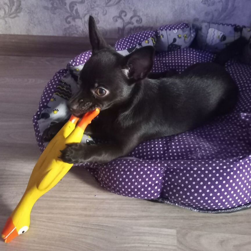 Русский той-терьер, щенок