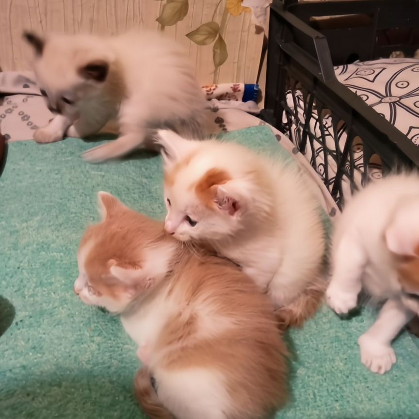 Котёнок в добрые руки