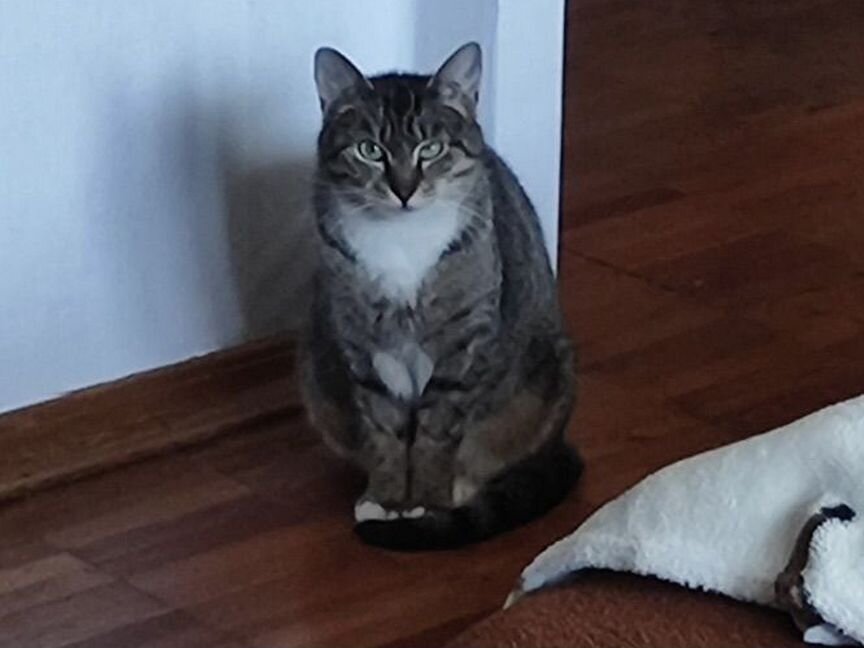 Кошечке нужен дом