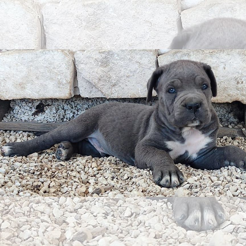 Породные щенки Кане Корсо