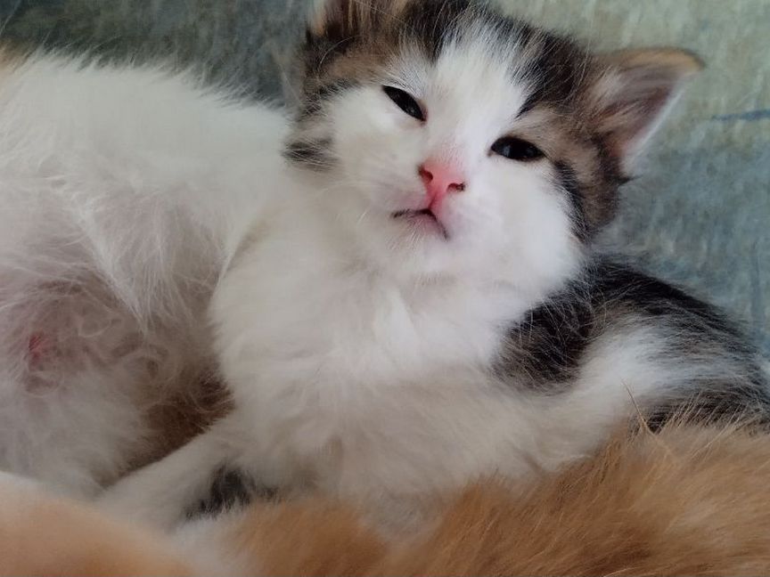 Котенок Барсик