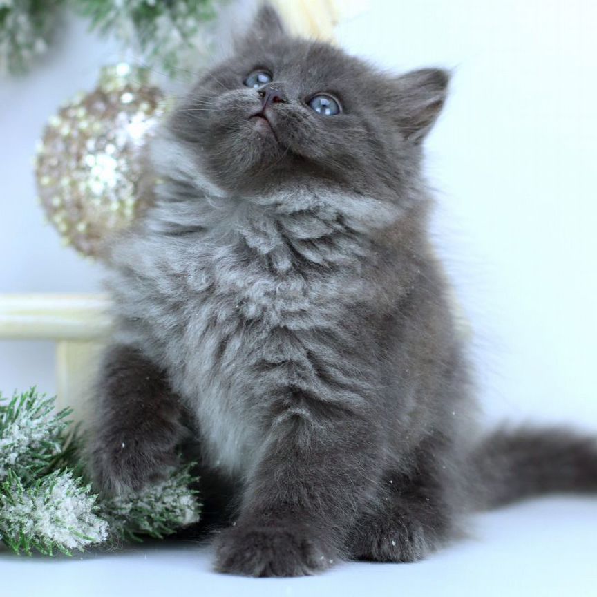 Сибирский котёнок