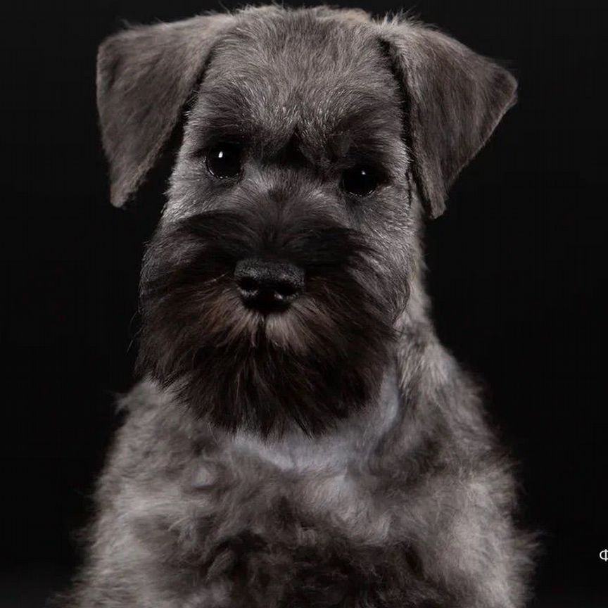 Цвергшнауцер, щенок