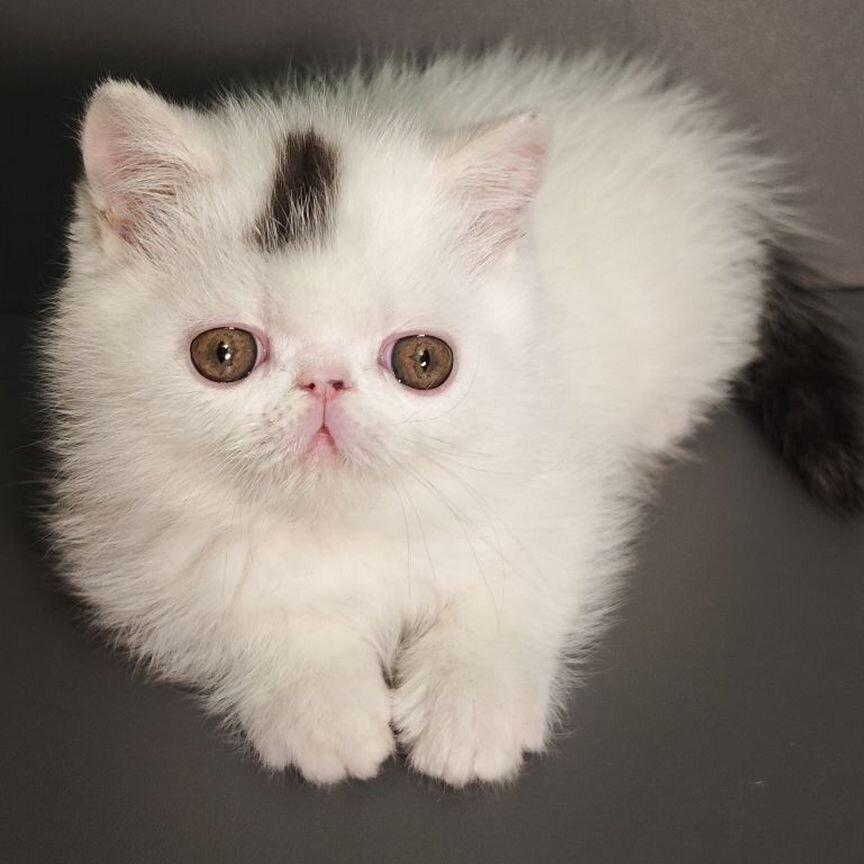 Экзотический короткошёрстный котёнок