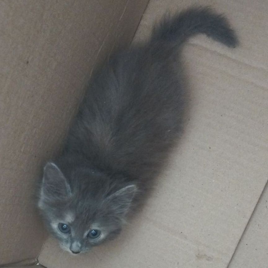 Эльф котёнок