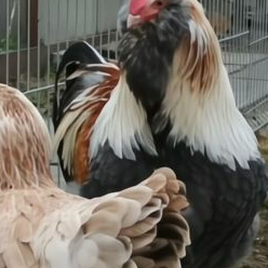 Петух Фавероль лососевая