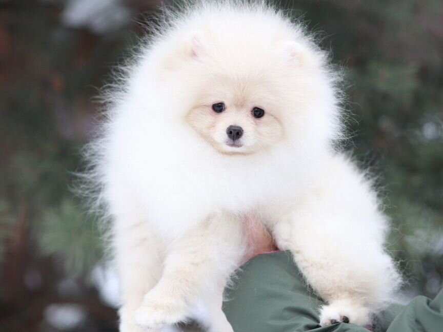 Шпиц кремовый