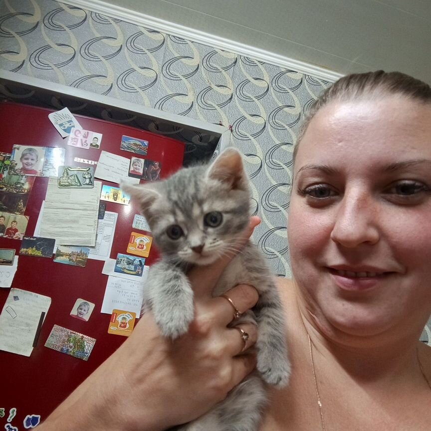 Отдам в добрые руки котят