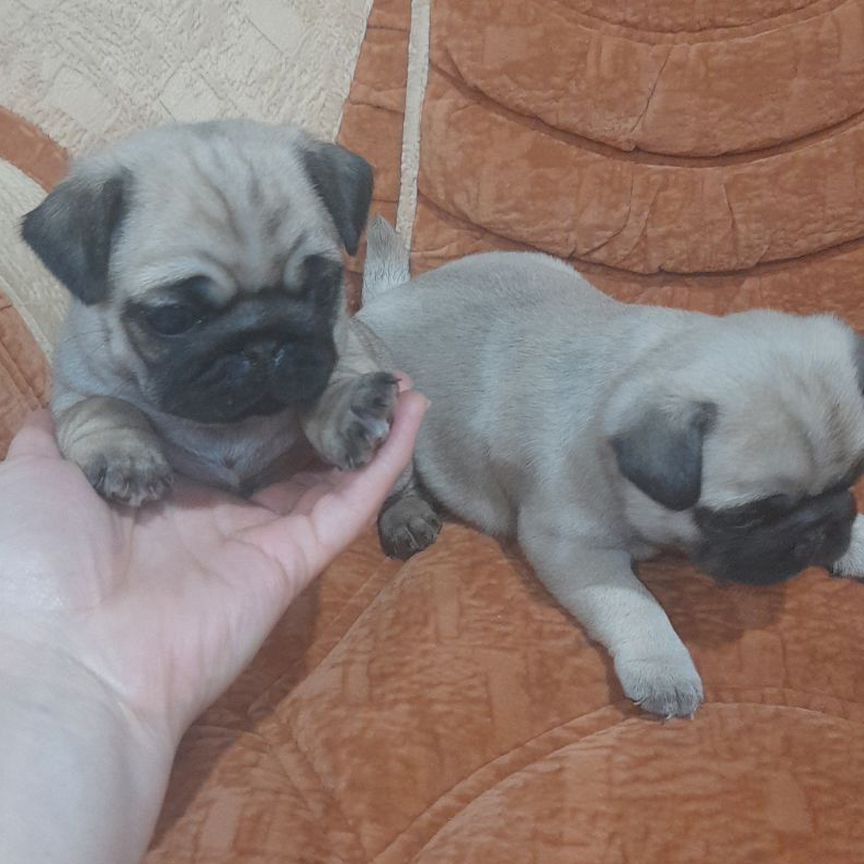 Мопс, щенок