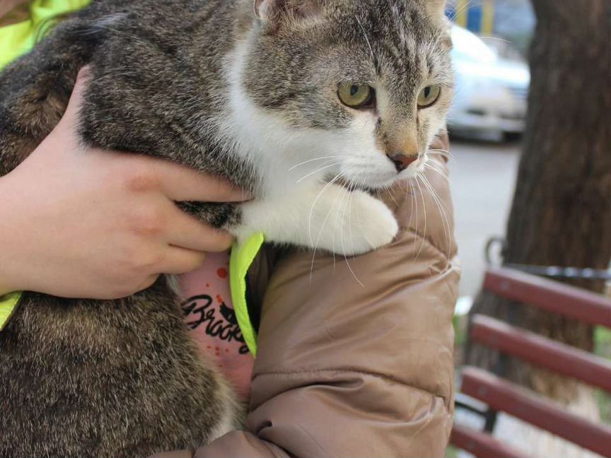Боевой кот