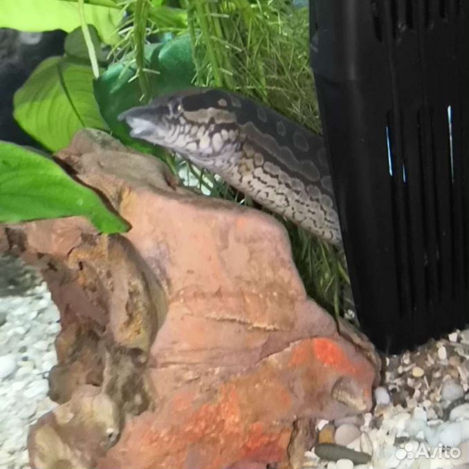 Макрогнатус 2 шт бесплатно