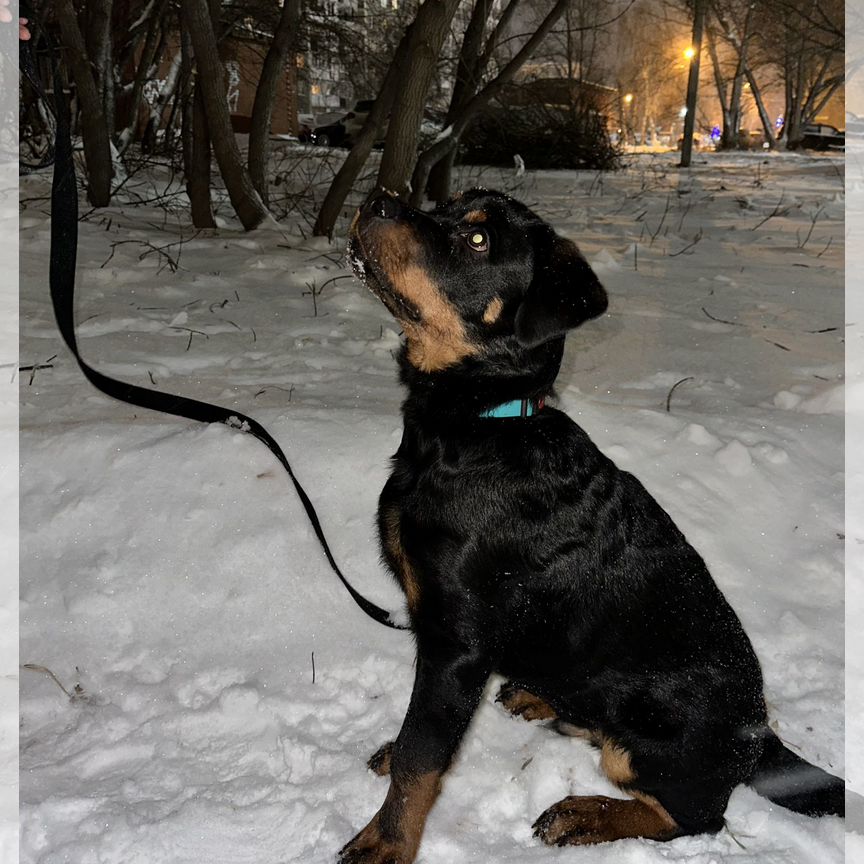 Ротвейлер, щенок