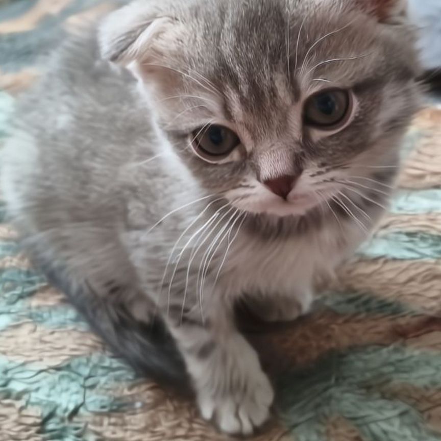 Шотландский вислоухий короткошёрстный котёнок