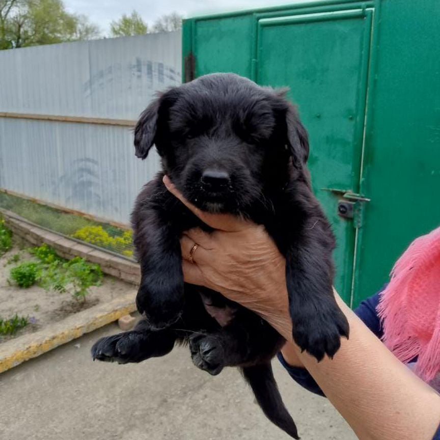 Щенки в добрые руки