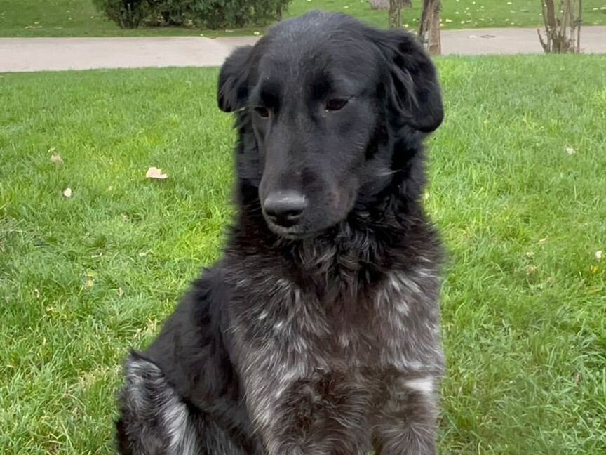 Добрая ласковая Мия