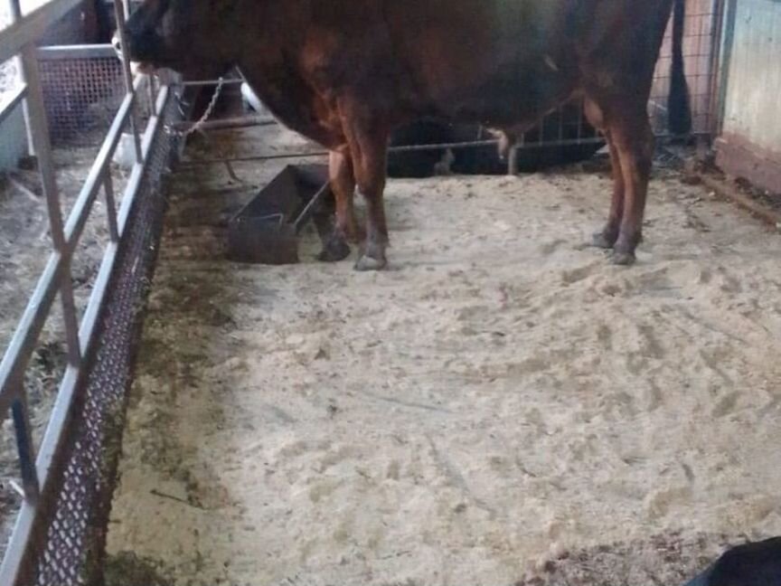 Быки на мясо живым весом