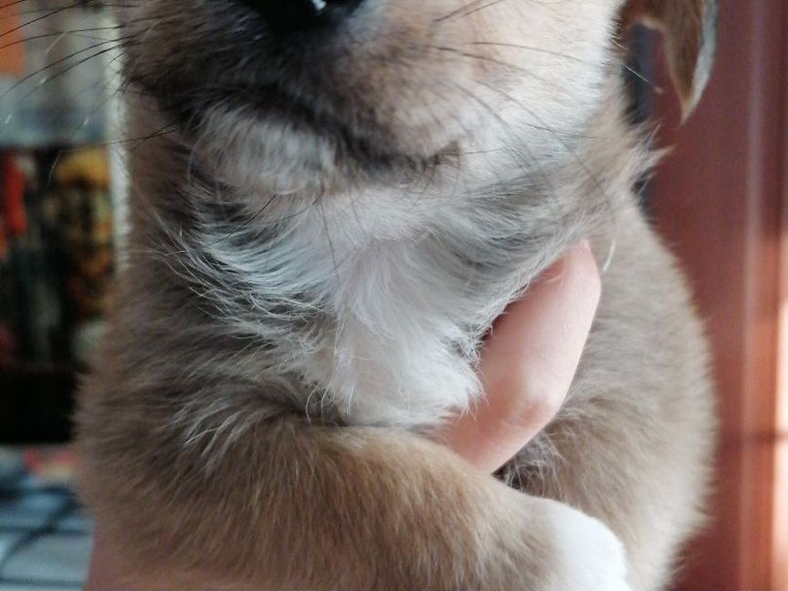 Маленькая парода щенков, два мальчика