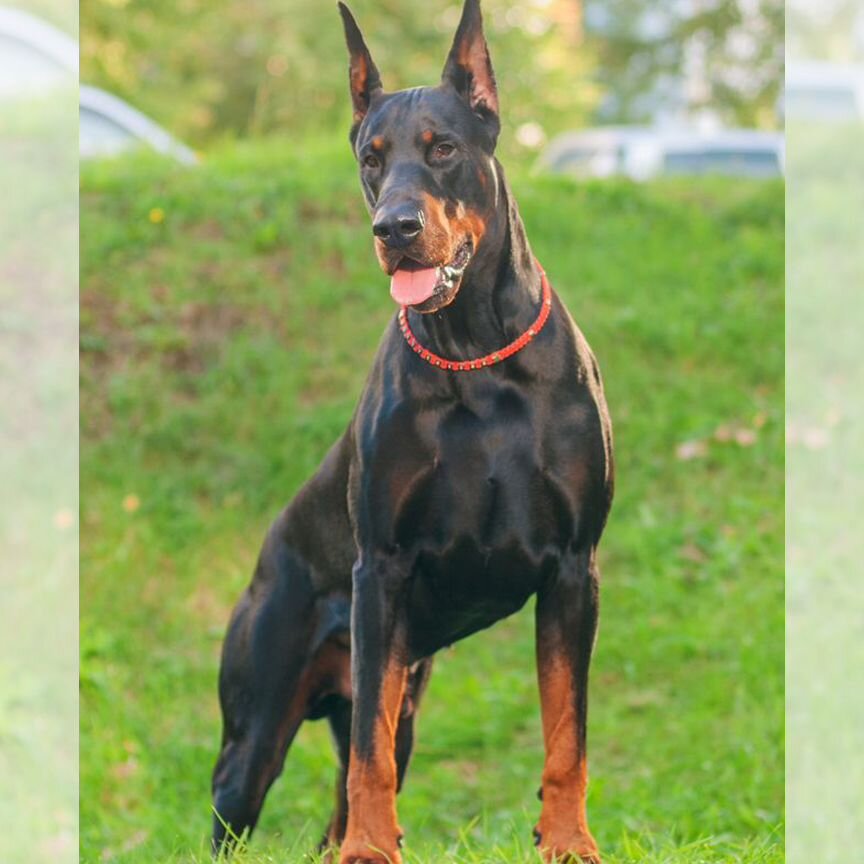 Щенки добермана с родословной РКФ