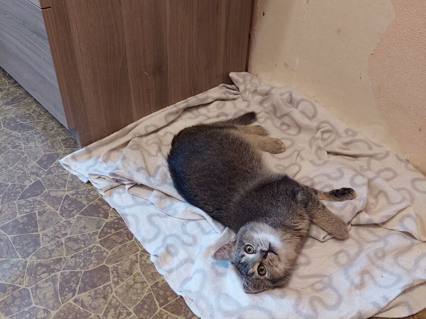 Котенок Помесь Абиссинца