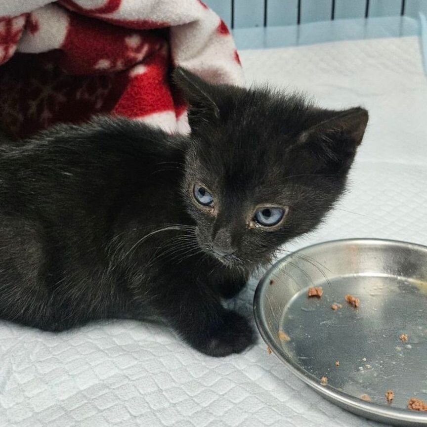 Котёнок в добрые руки