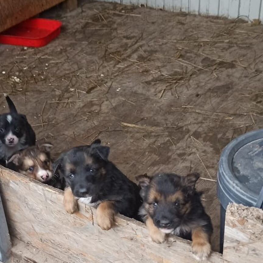 Щенок в добрые руки