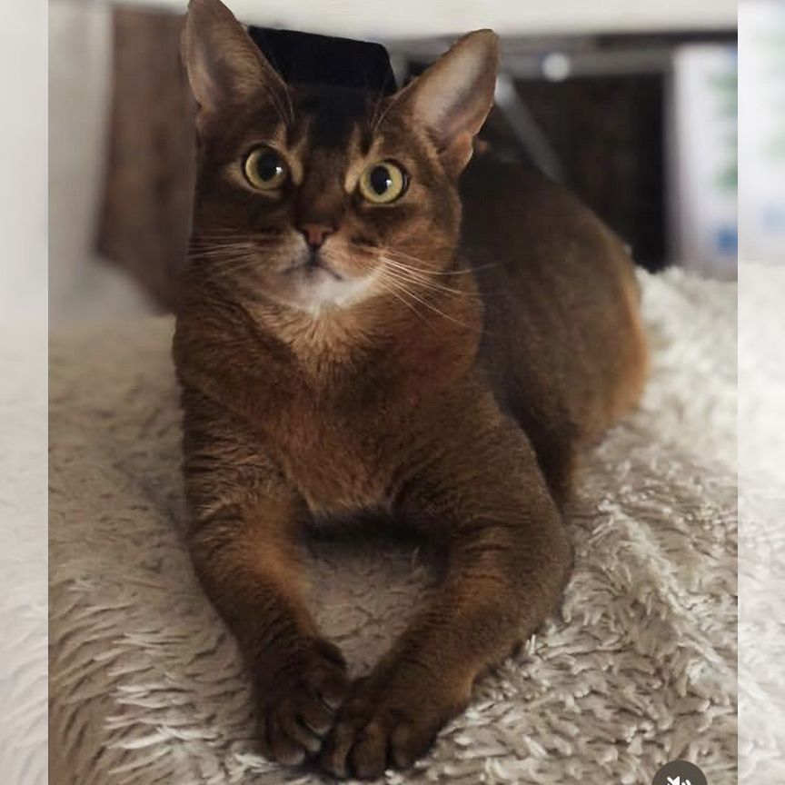 Отдам абиссинскую кошку
