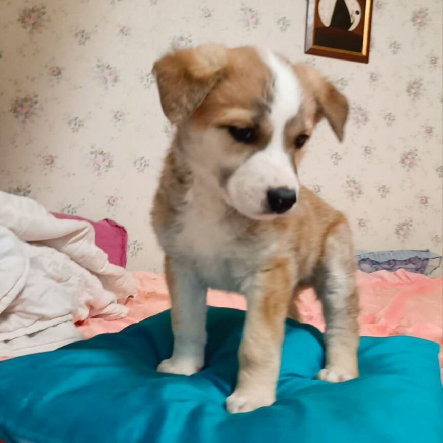 Щенок в добрые руки