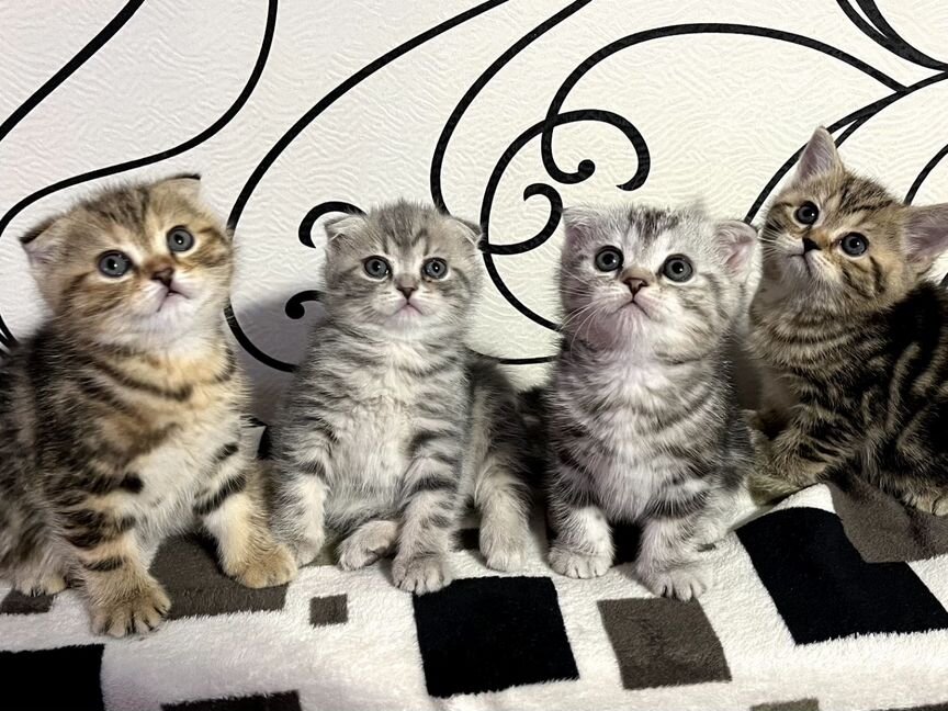 Шотландские котята