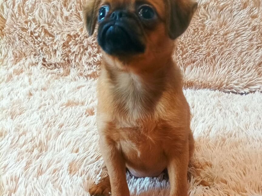 Рыжуля пти брабансон